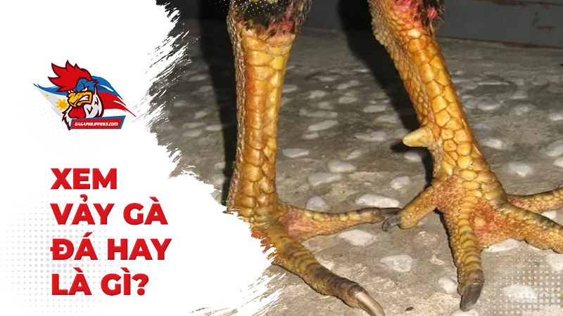 Bật mí cách xem vảy gà đá hay, tốt xấu từ chuyên gia