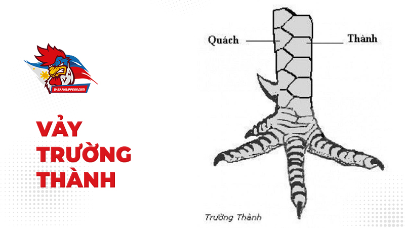 Bật mí cách xem vảy gà đá hay, tốt xấu từ chuyên gia