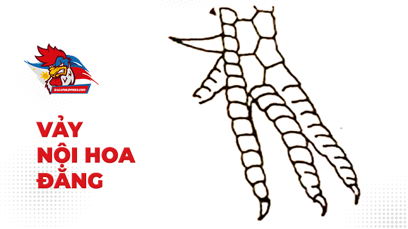 Bật mí cách xem vảy gà đá hay, tốt xấu từ chuyên gia