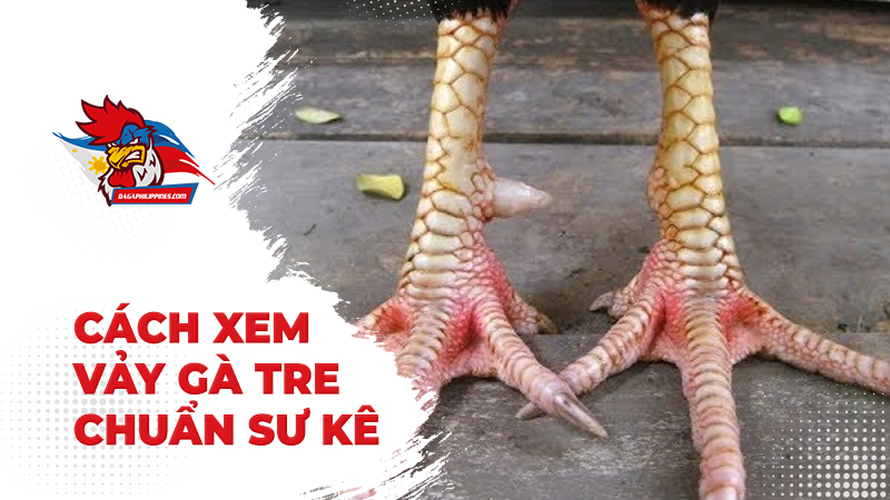 Bật mí cách xem vảy gà đá hay, tốt xấu từ chuyên gia