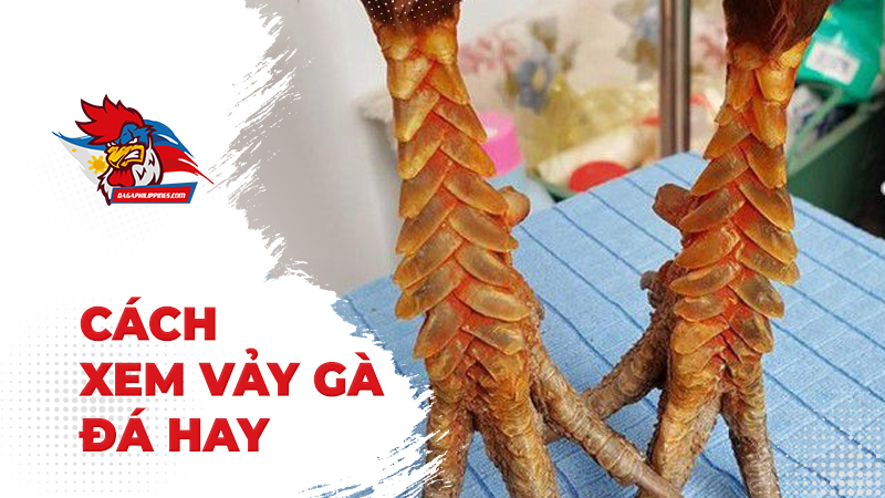 Bật mí cách xem vảy gà đá hay, tốt xấu từ chuyên gia