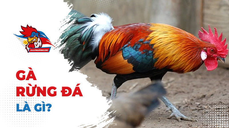 Gà rừng đá hay không? Cách huấn luyện thành cự binh số 1